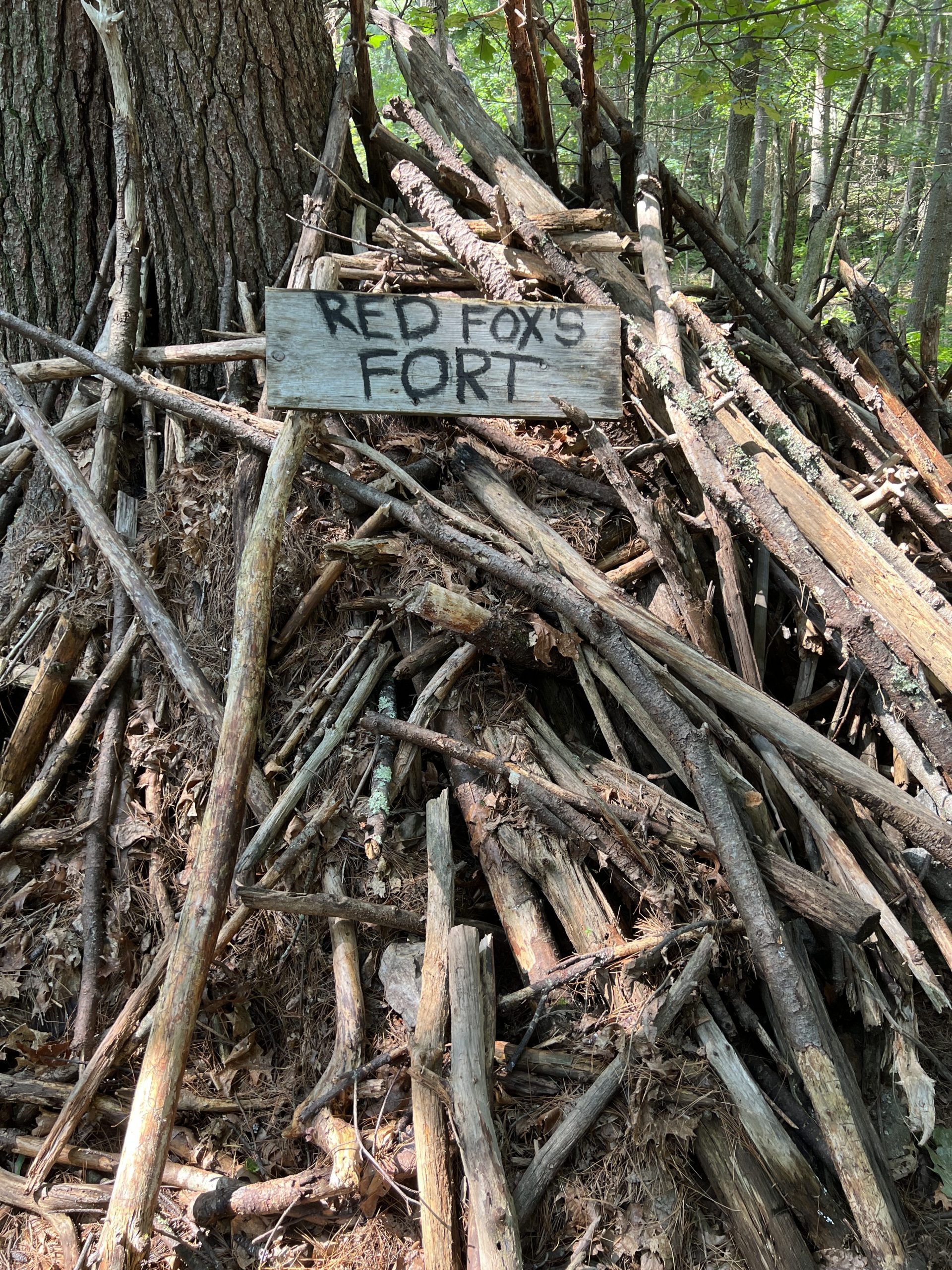 Red Fox (Ages 6-8) | Merrohawke Nature School